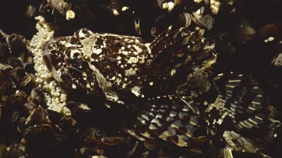 Tutki Itämeren elämää - Baltic Sea Action Group