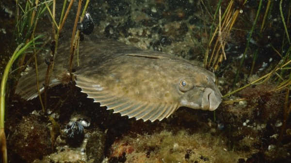 Tutki Itämeren elämää - Baltic Sea Action Group