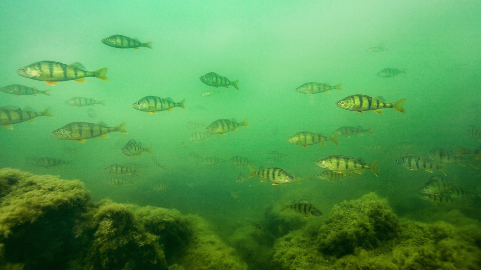 Eutrophication - Baltic Sea Action Group