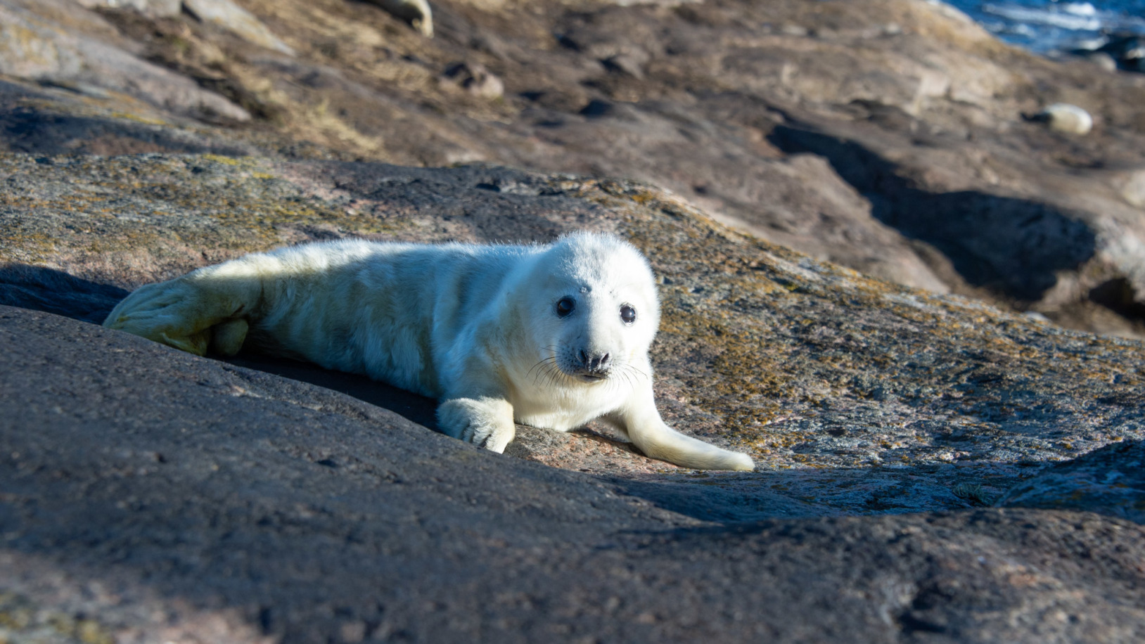 Baltic Sea School: Information package on the species of the Baltic Sea ...