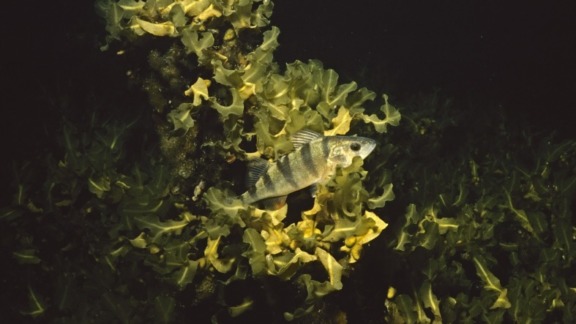 Tutki Itämeren elämää - Baltic Sea Action Group