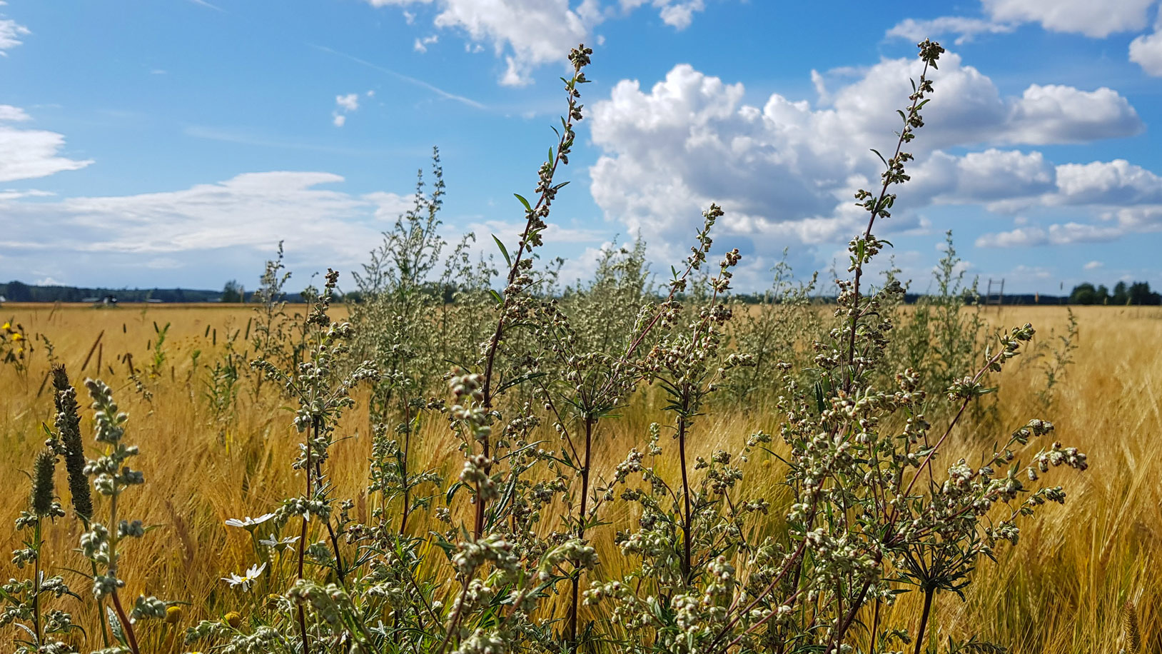 Uusi opas rikkakasvien kemikaalittomaan torjumiseen on ilmestynyt ...