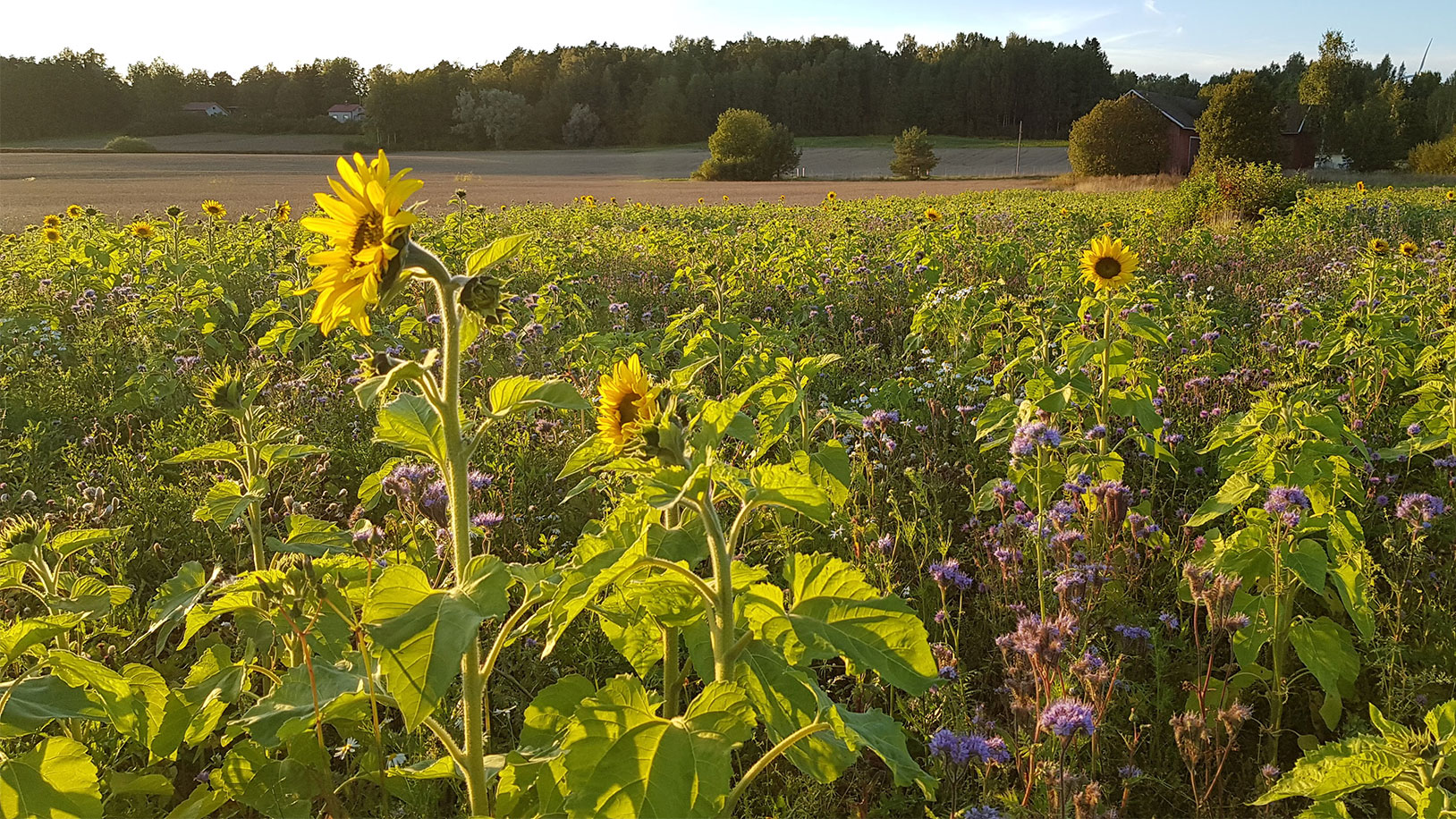 Hankkija - Baltic Sea Action Group