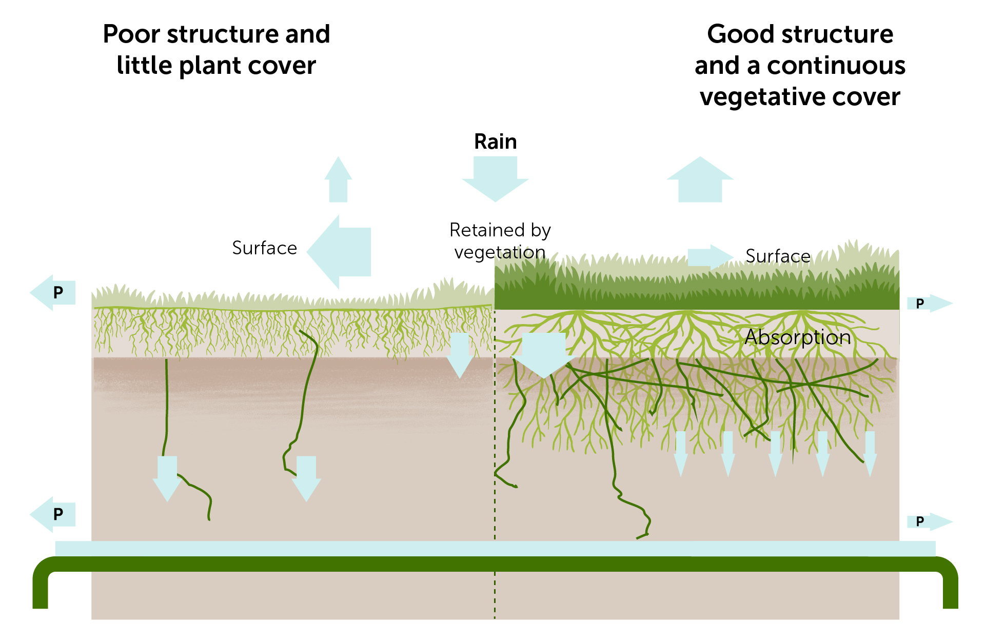 Cover crops and soil loosening are essential for reducing accumulated ...